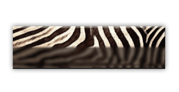 Season Rewards | Nitro Math